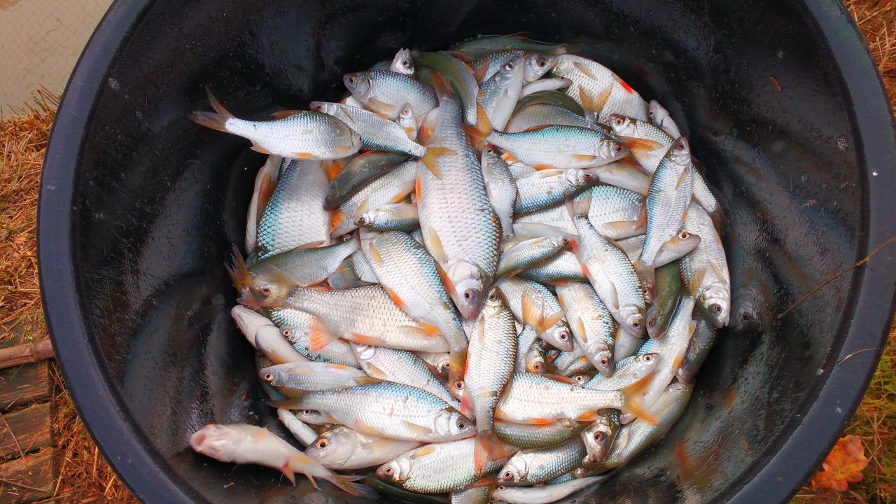 Le Gardon et Rotengle – L'Aquaferme d'étang